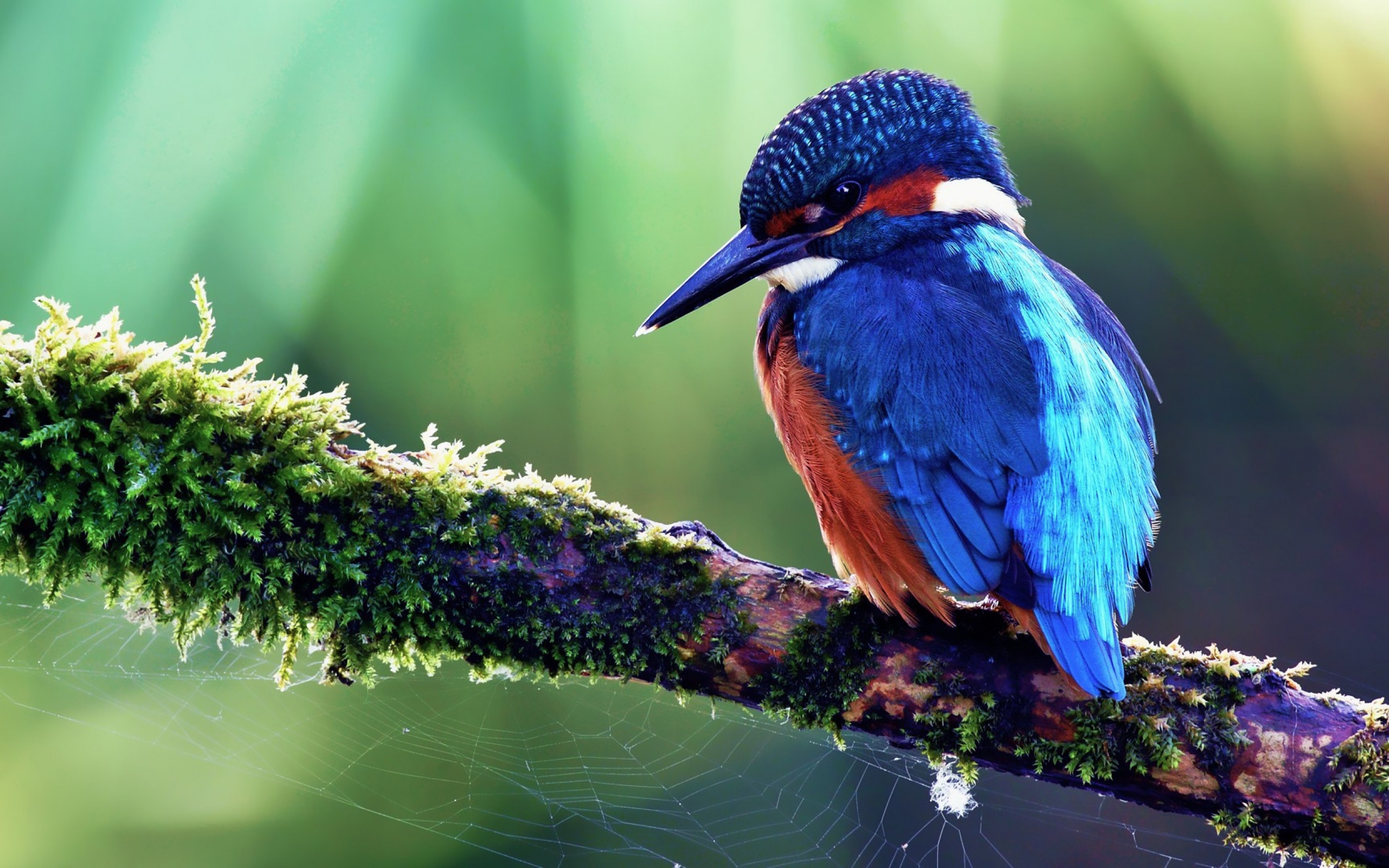 Birds Wallpapers Best Wallpapers