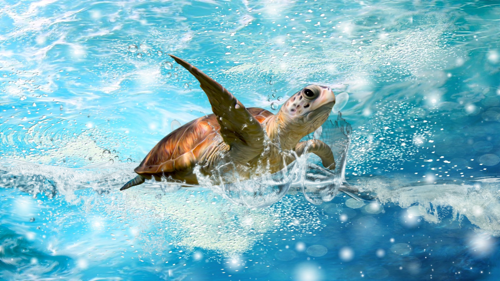 Turtle Wallpapers Best Wallpapers